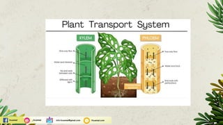 Plant transport system -science -8 plant transport system | PDF