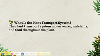 Plant transport system -science -8 plant transport system | PDF