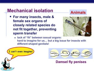 2-pp-population-genetics-speciation (3).ppt