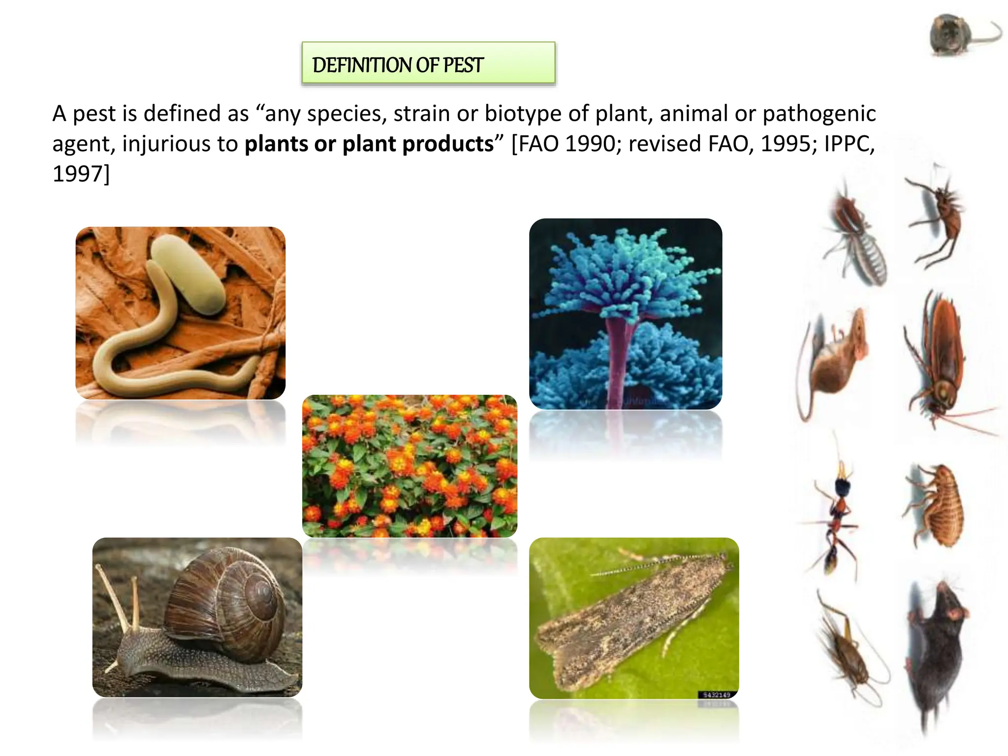 Pest risk analysis-Pest risk analysis (PRA) | PPTX