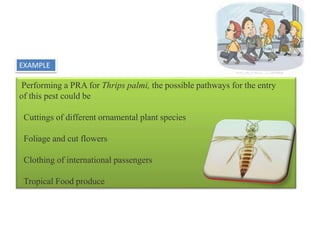 Pest risk analysis-Pest risk analysis (PRA) | PPTX