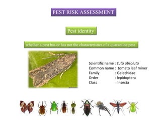 Pest risk analysis-Pest risk analysis (PRA) | PPTX
