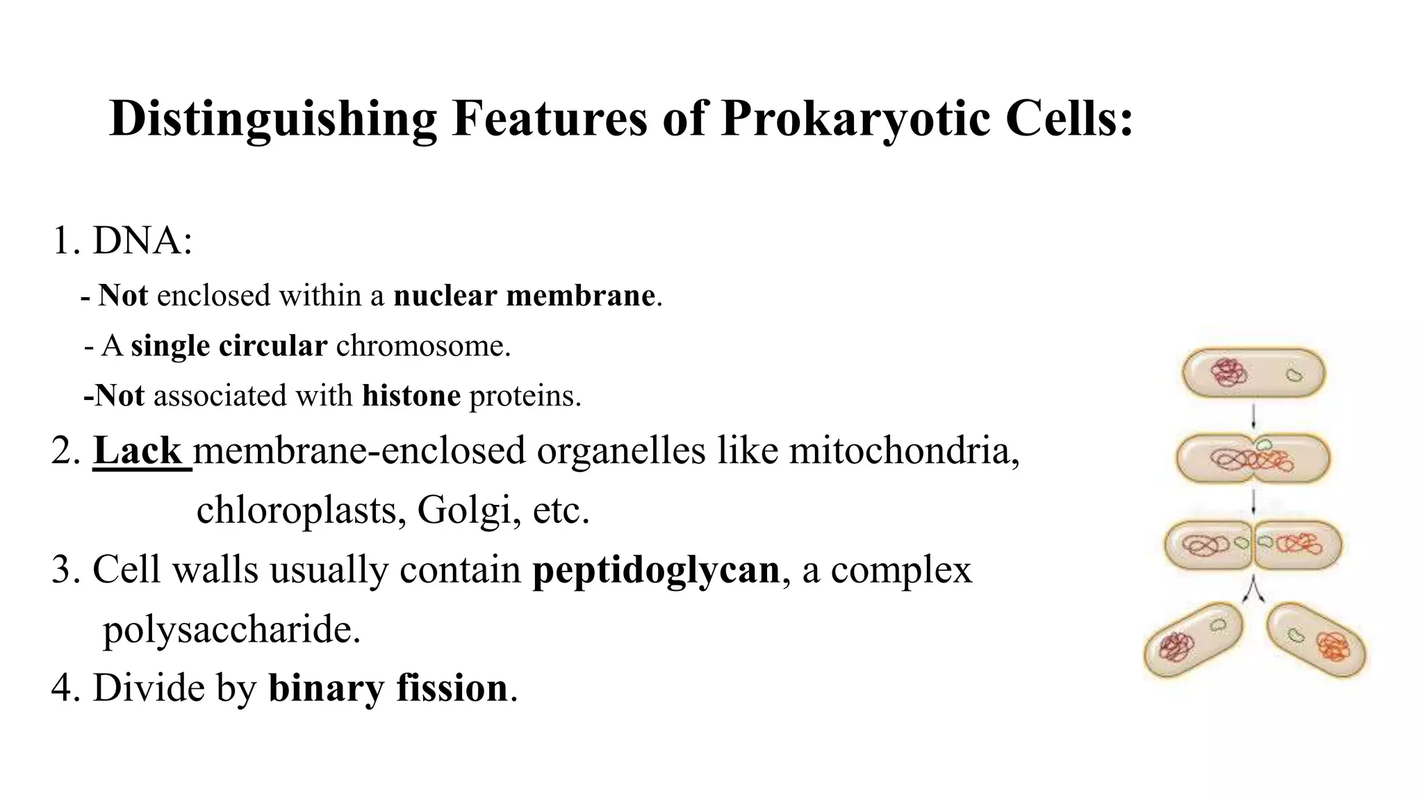 Prokaryotic Cell Structure | PPTX