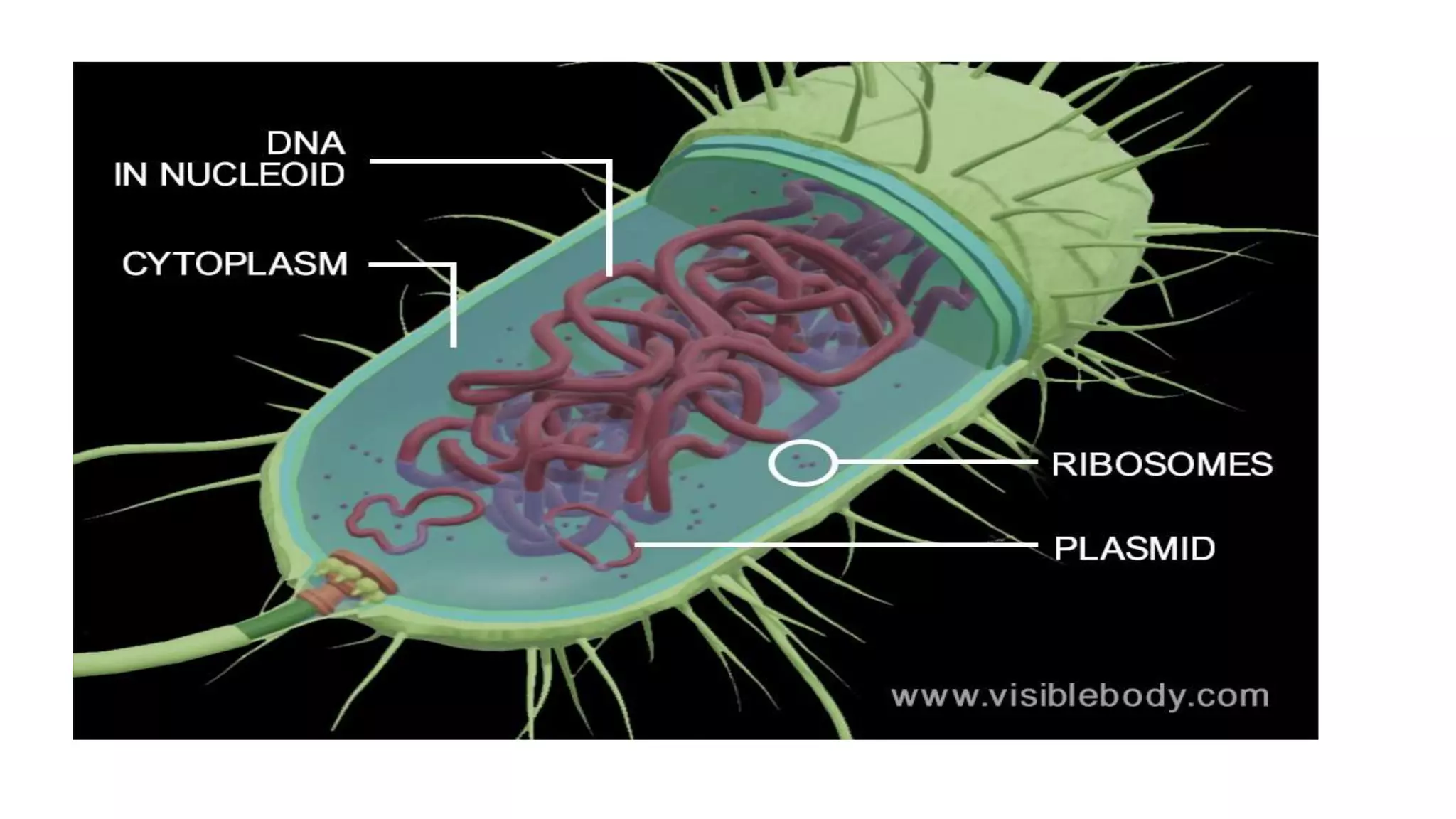 Prokaryotic Cell Structure | PPTX | Biological Sciences | Science