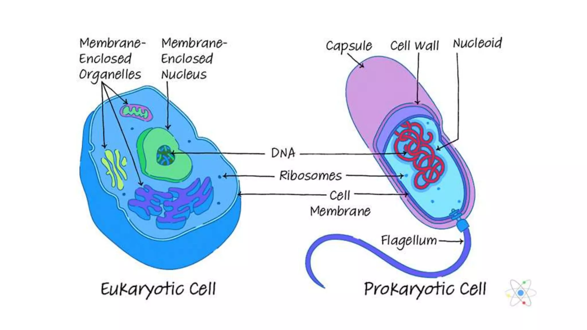Prokaryotic Cell Structure | PPTX