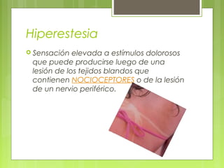 2. receptores sensoriales simples | PPT