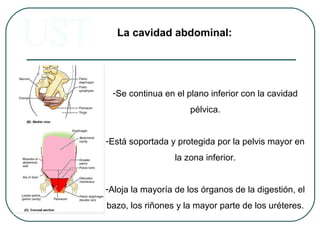 2. regiones y cavidades | PPT