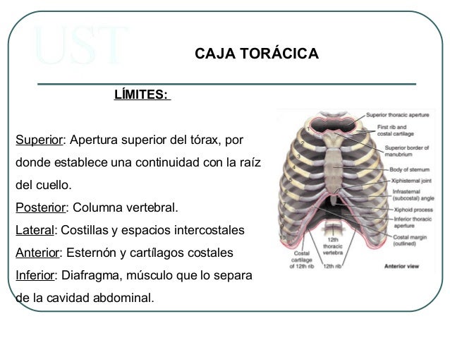2. regiones y cavidades