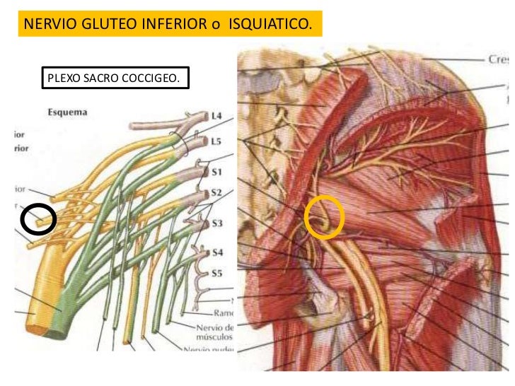 2. region glutea, inguino crural y muslo