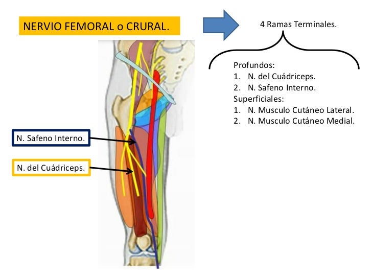 2. region glutea, inguino crural y muslo