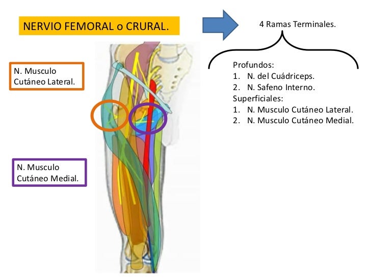 2. region glutea, inguino crural y muslo