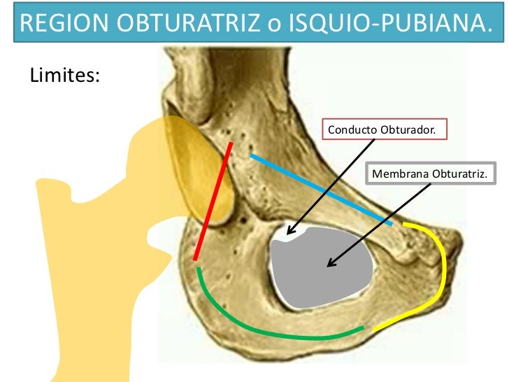 2. region glutea, inguino crural y muslo