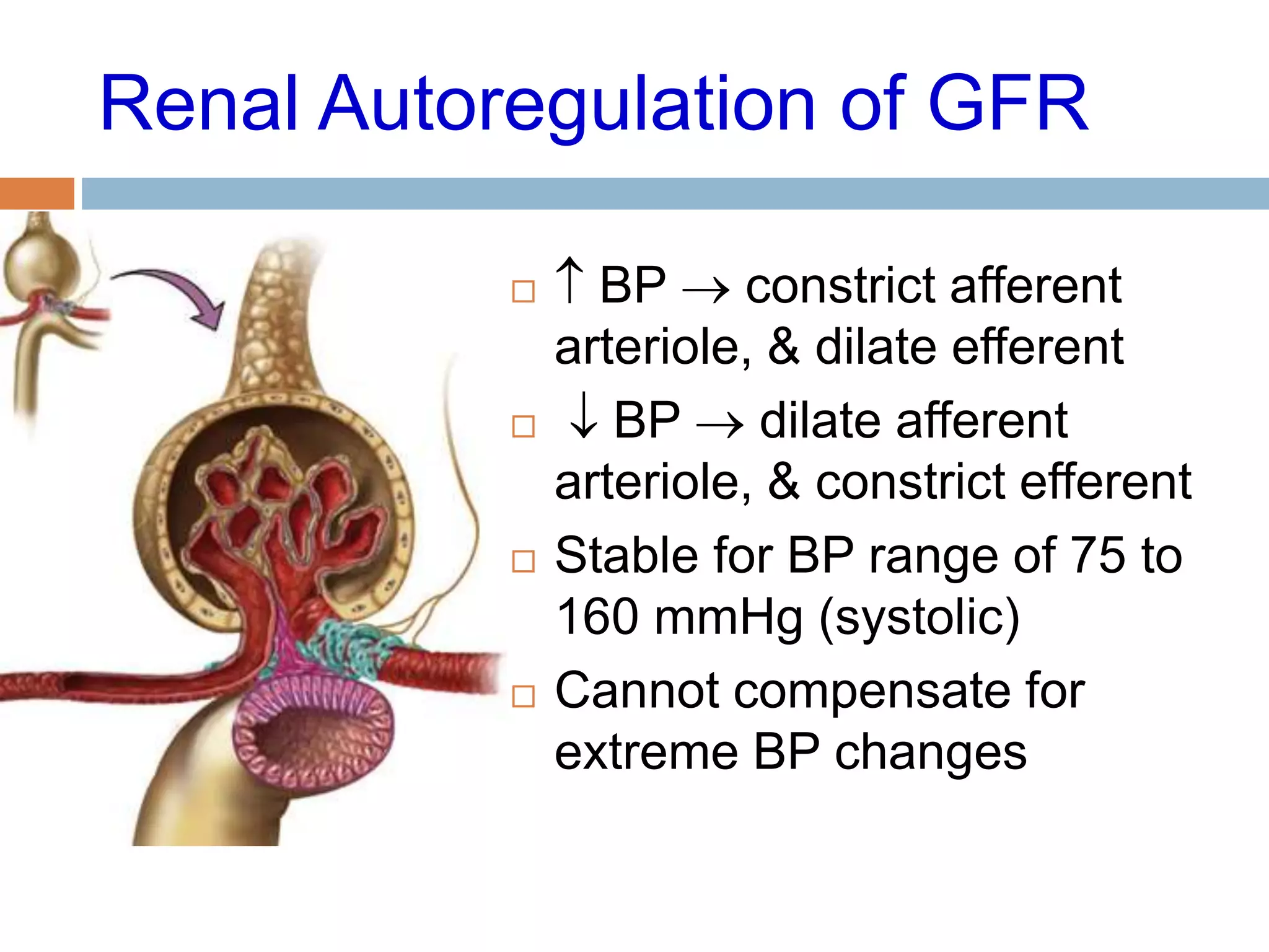 2-Regulation of GFR.ppt by dr eman.ppt