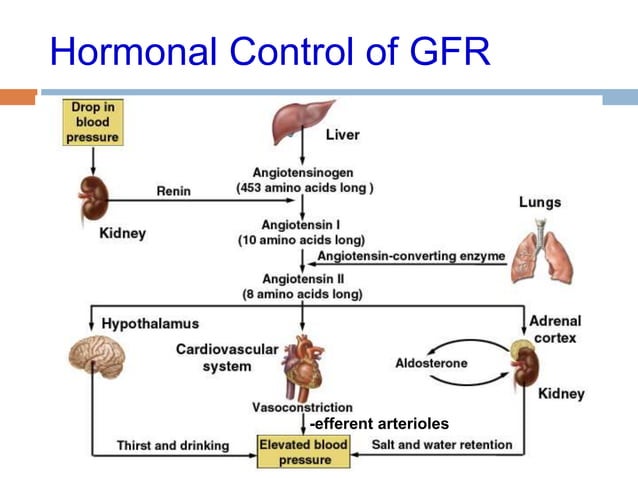 2-Regulation of GFR.ppt by dr eman.ppt