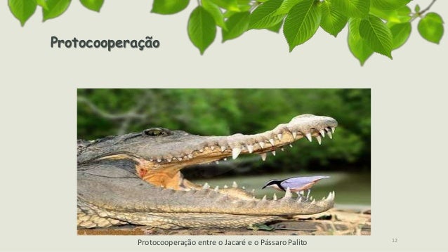 2 relações ecológicas