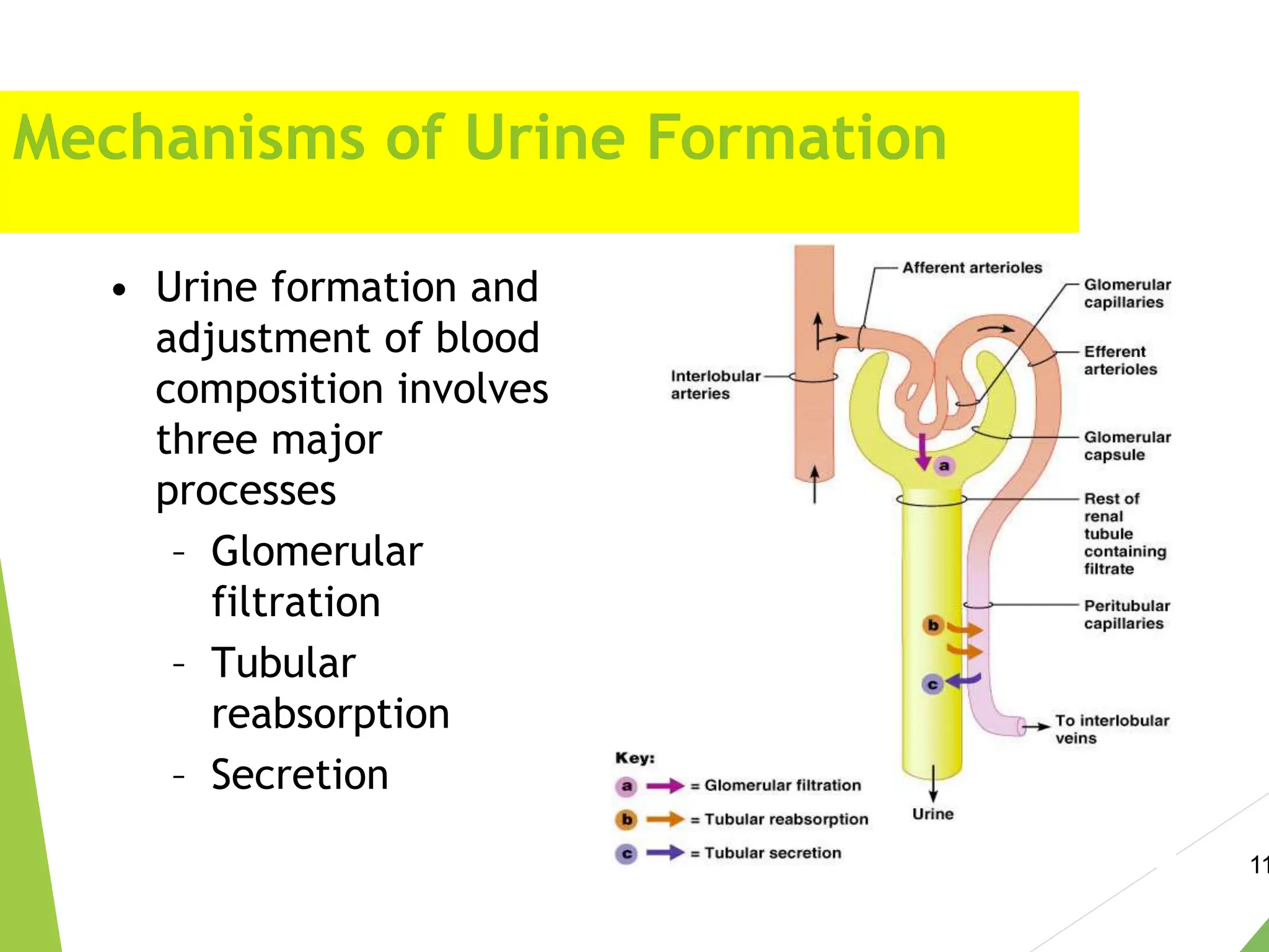 Physiology of Renal system GFR URINE FORMATION | PPTX
