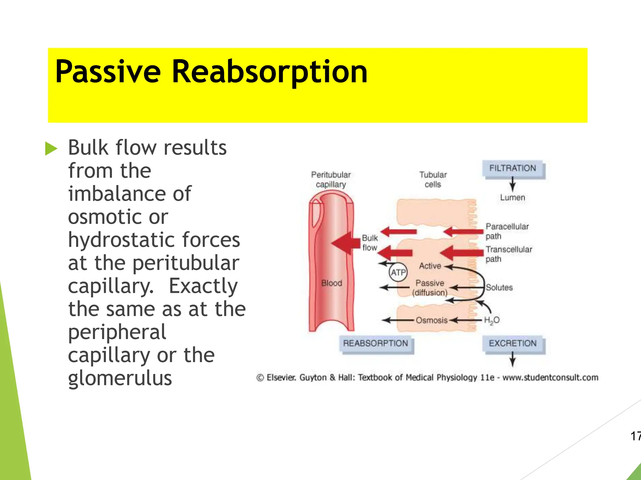 Physiology of Renal system GFR URINE FORMATION | PPTX