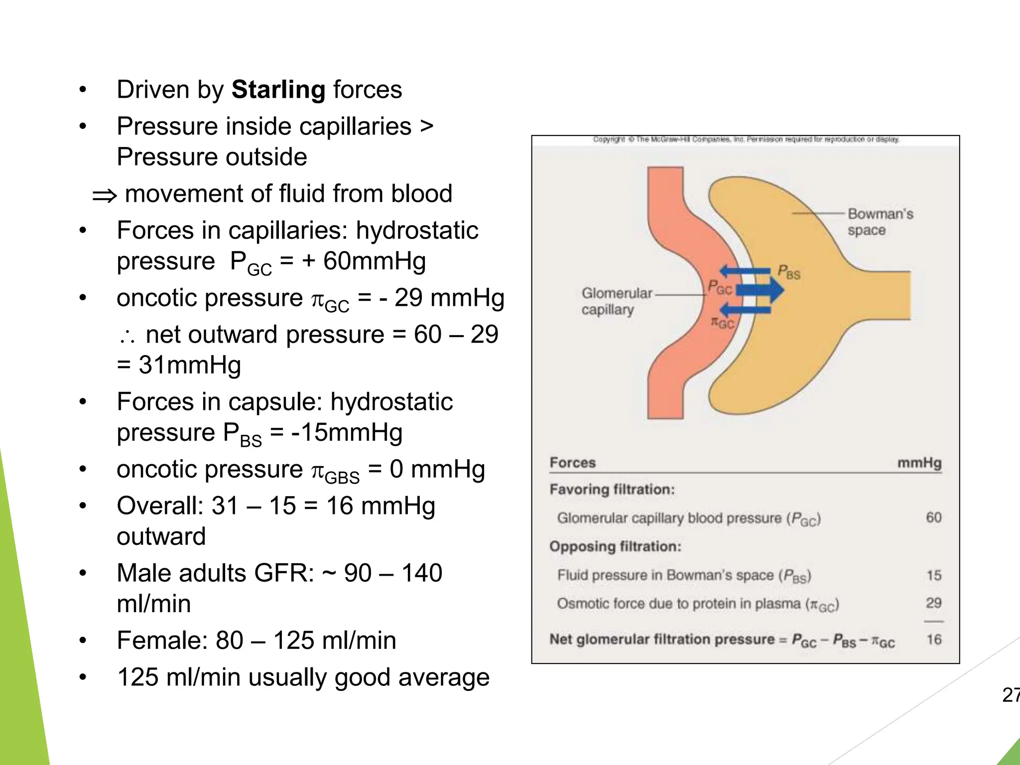 Physiology of Renal system GFR URINE FORMATION | PPTX