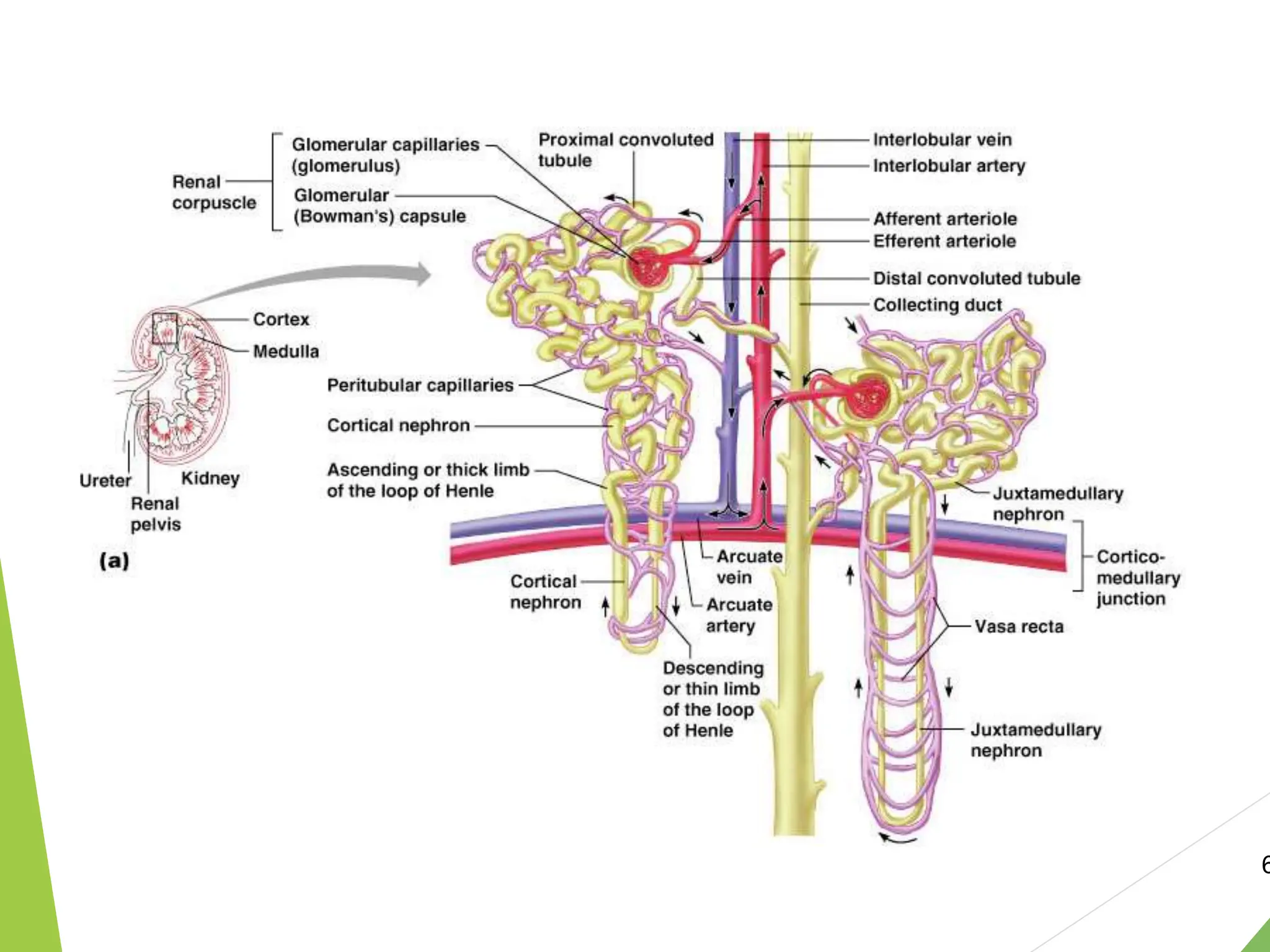 Physiology of Renal system GFR URINE FORMATION | PPTX