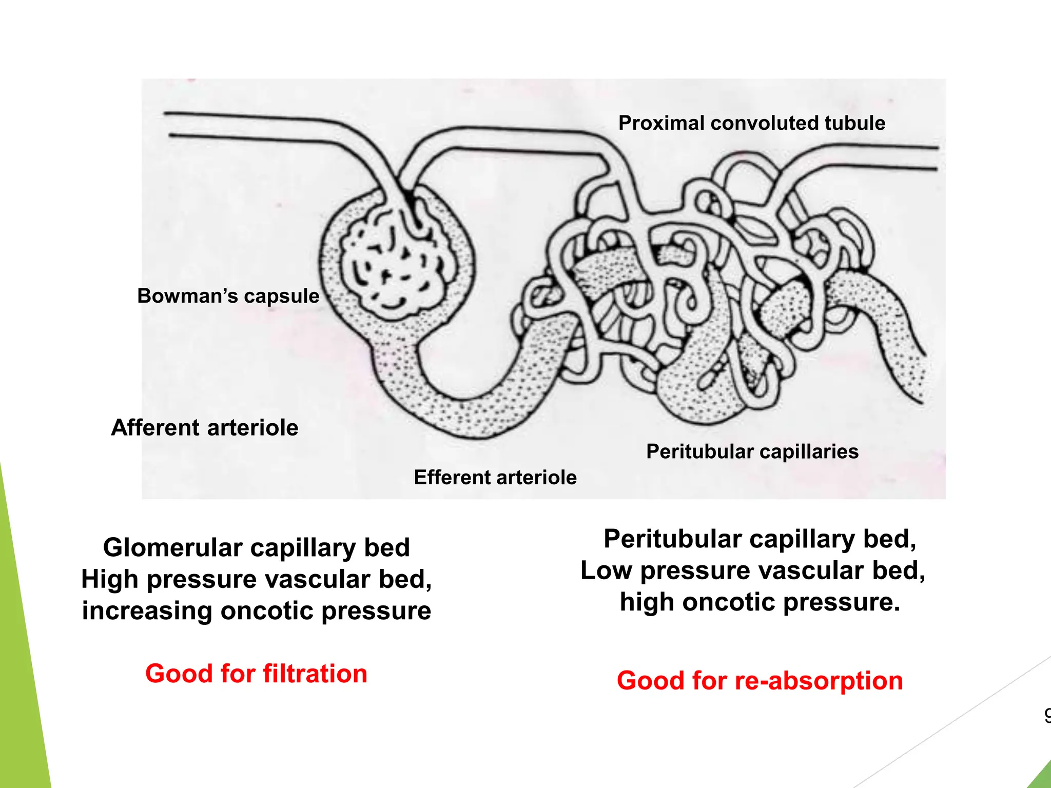 Physiology of Renal system GFR URINE FORMATION | PPTX