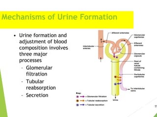 Physiology of Renal system GFR URINE FORMATION | PPTX