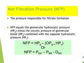 Physiology of Renal system GFR URINE FORMATION | PPTX