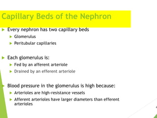 Physiology of Renal system GFR URINE FORMATION | PPTX