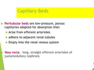Physiology of Renal system GFR URINE FORMATION | PPTX