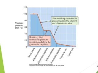 Physiology of Renal system GFR URINE FORMATION | PPTX