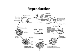 Rickettsia Life Cycle