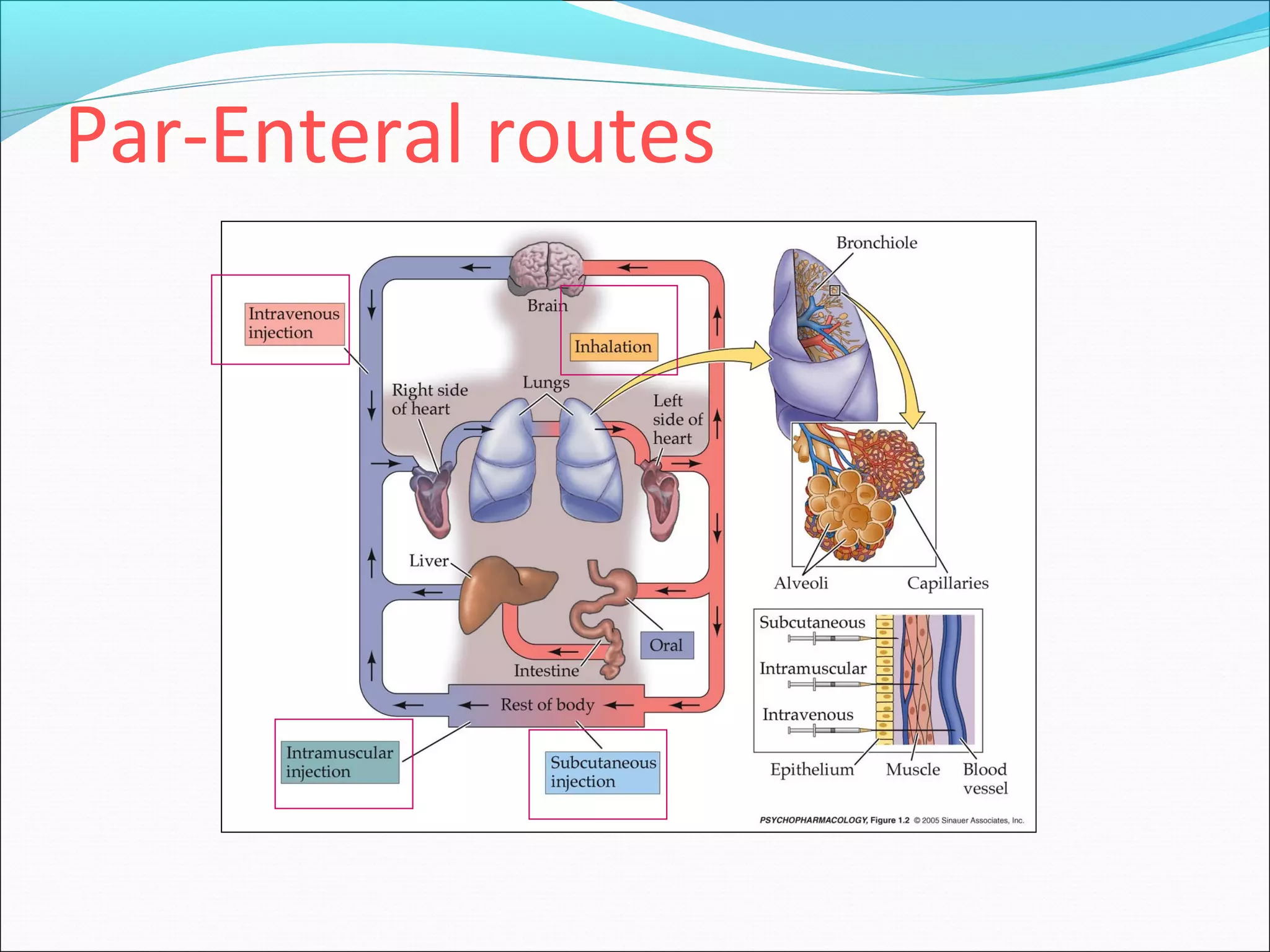 Routes of drug administartionvpp | PPT