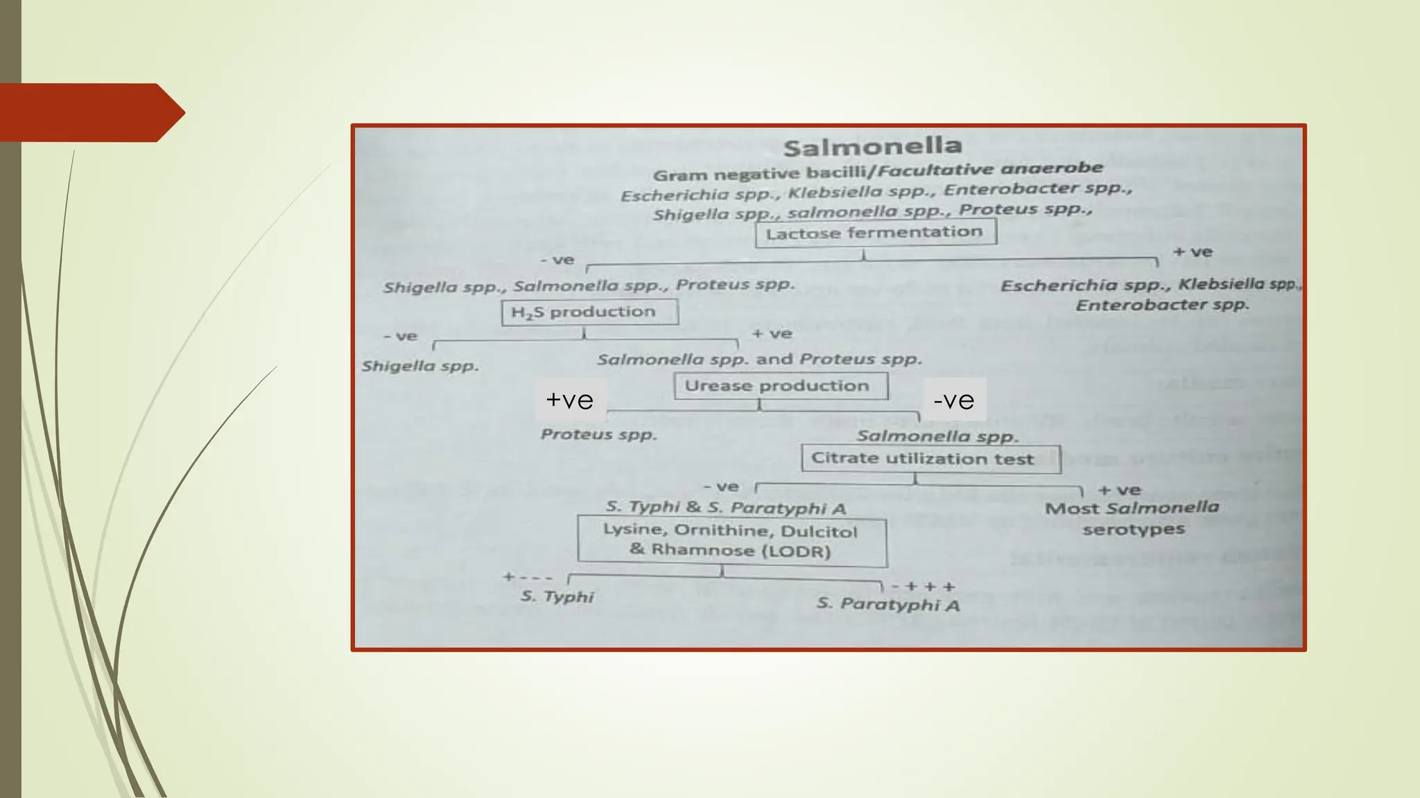 2- Salmonella.pdf identification and isolation | PPT