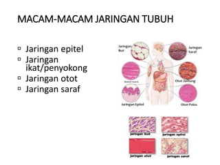 Sel dan Jaringan | PPTX