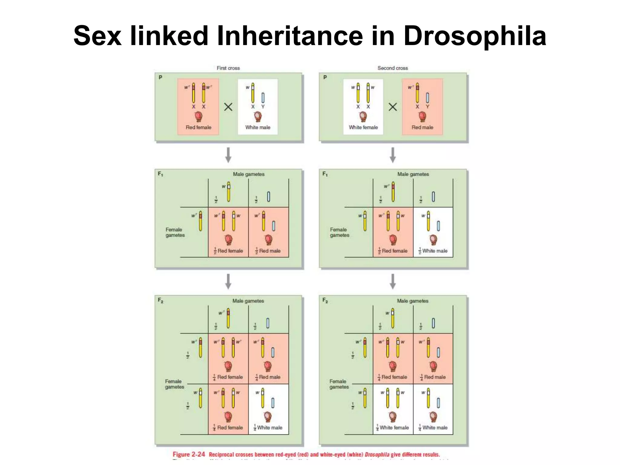 2 Sex Linked Inheritence Pptx