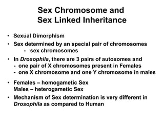 2-Sex Linked Inheritence.pptx
