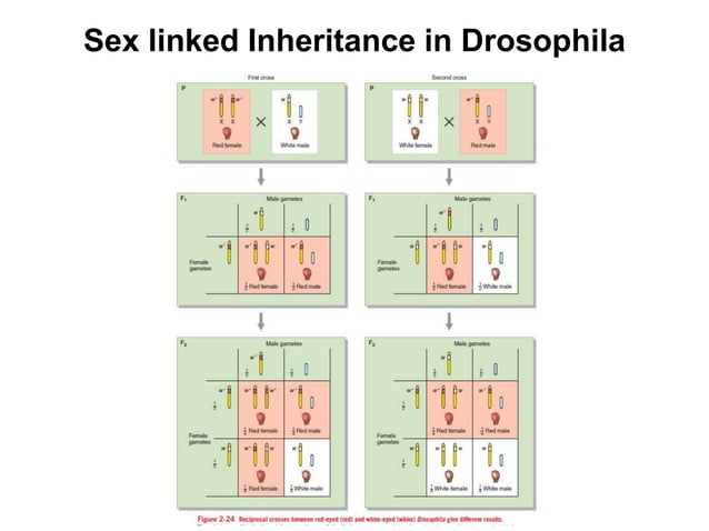 2 Sex Linked Inheritence Pptx