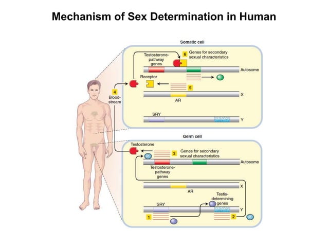 2 Sex Linked Inheritence Pptx
