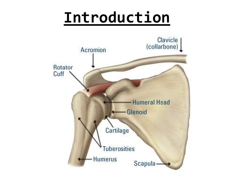 2 Shoulder Joint Its Applied Anatomy 07 1 2 Shoulder Joint Its Applied Anatomy 07 1