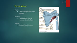 shoulder mobilization.and bone and muscle | PPTX
