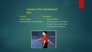 shoulder mobilization.and bone and muscle | PPTX