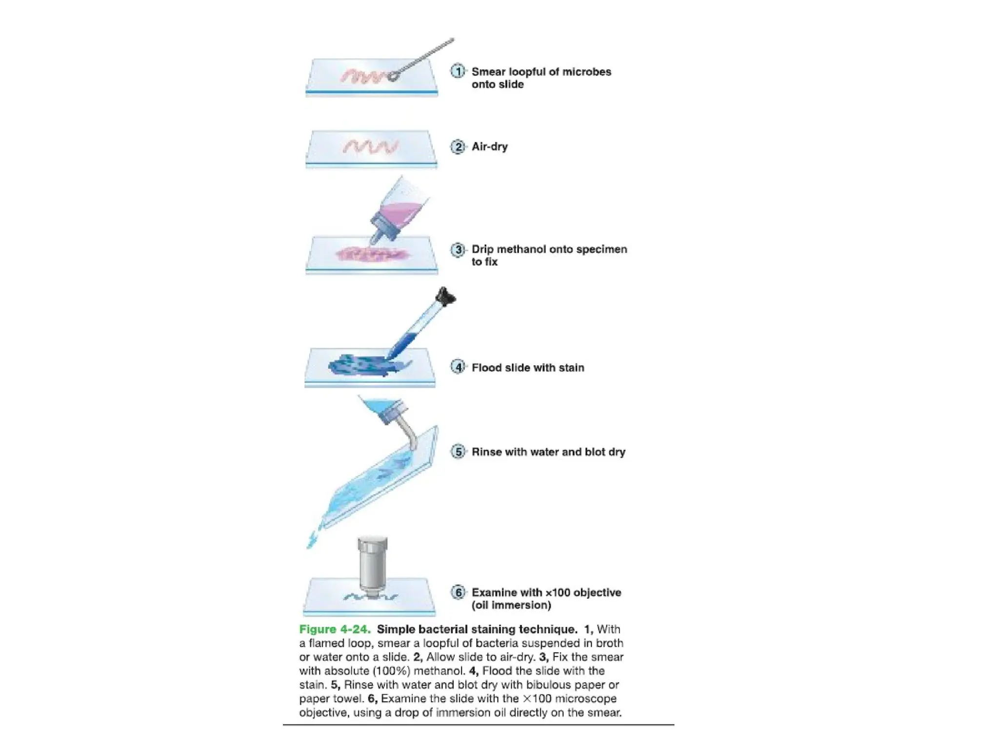 2-SIMPLE STAINING and Gram staining.pptx