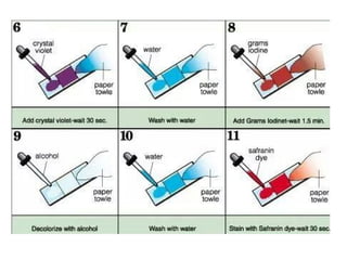 2-SIMPLE STAINING and Gram staining.pptx