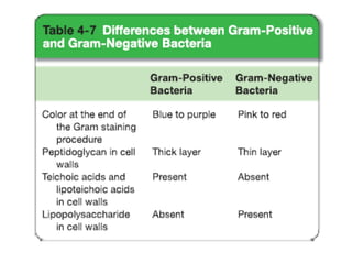 2-SIMPLE STAINING and Gram staining.pptx