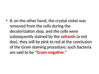 2-SIMPLE STAINING and Gram staining.pptx