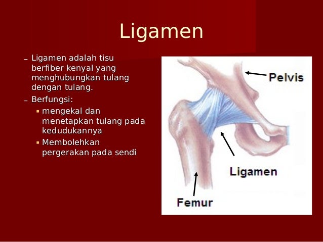 2 sistem-rangka-tingkatan-4