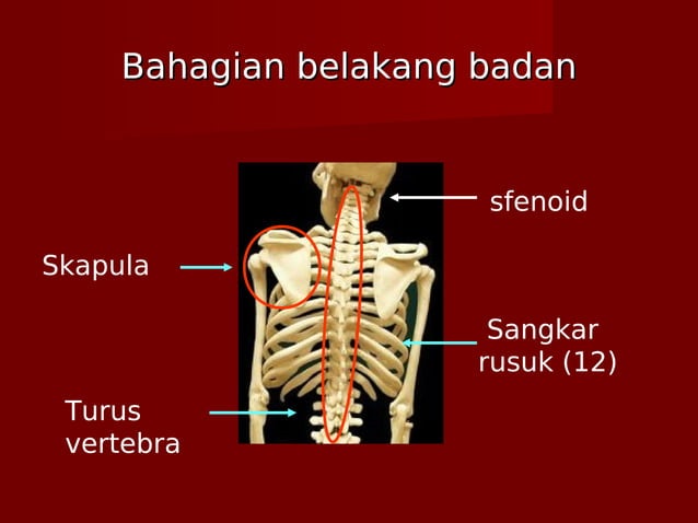 2 sistem-rangka-tingkatan-4 | PPT