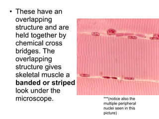 2. skeletal muscle tissue | PPT