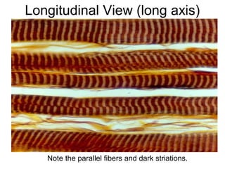 2. skeletal muscle tissue | PPT