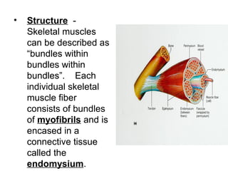 2. skeletal muscle tissue | PPT