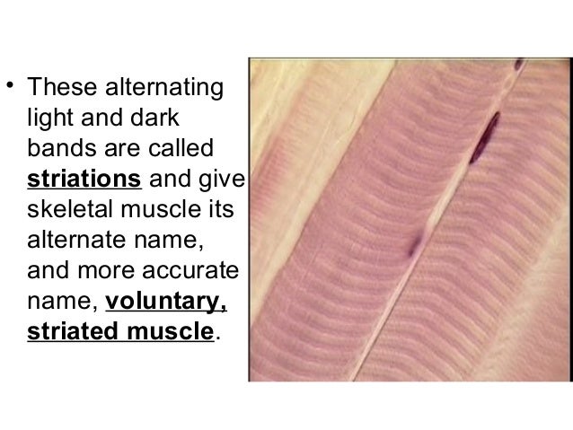 2. skeletal muscle tissue